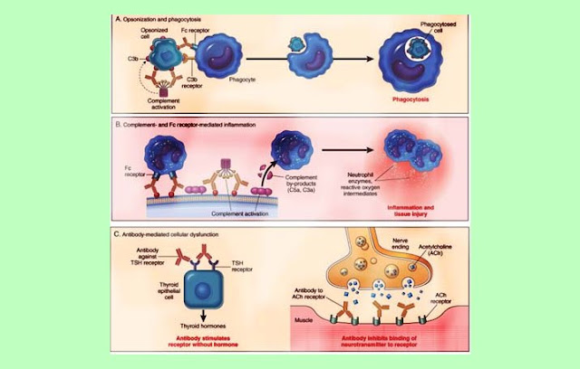 Alergi : Pengertian, Penyebab, Reaksi, Tipe, Tanda | Markas Belajar