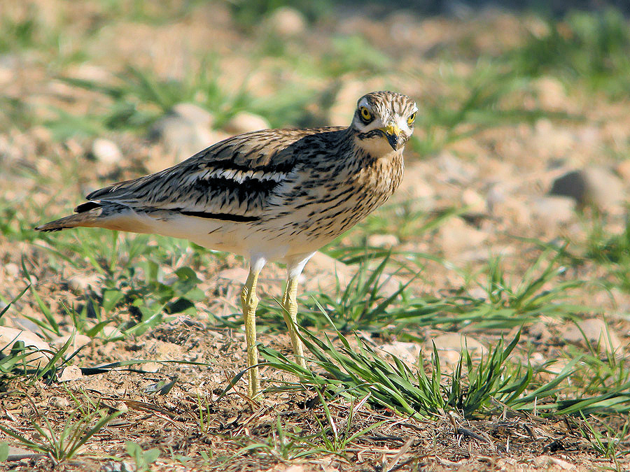 El Alcaraván Común