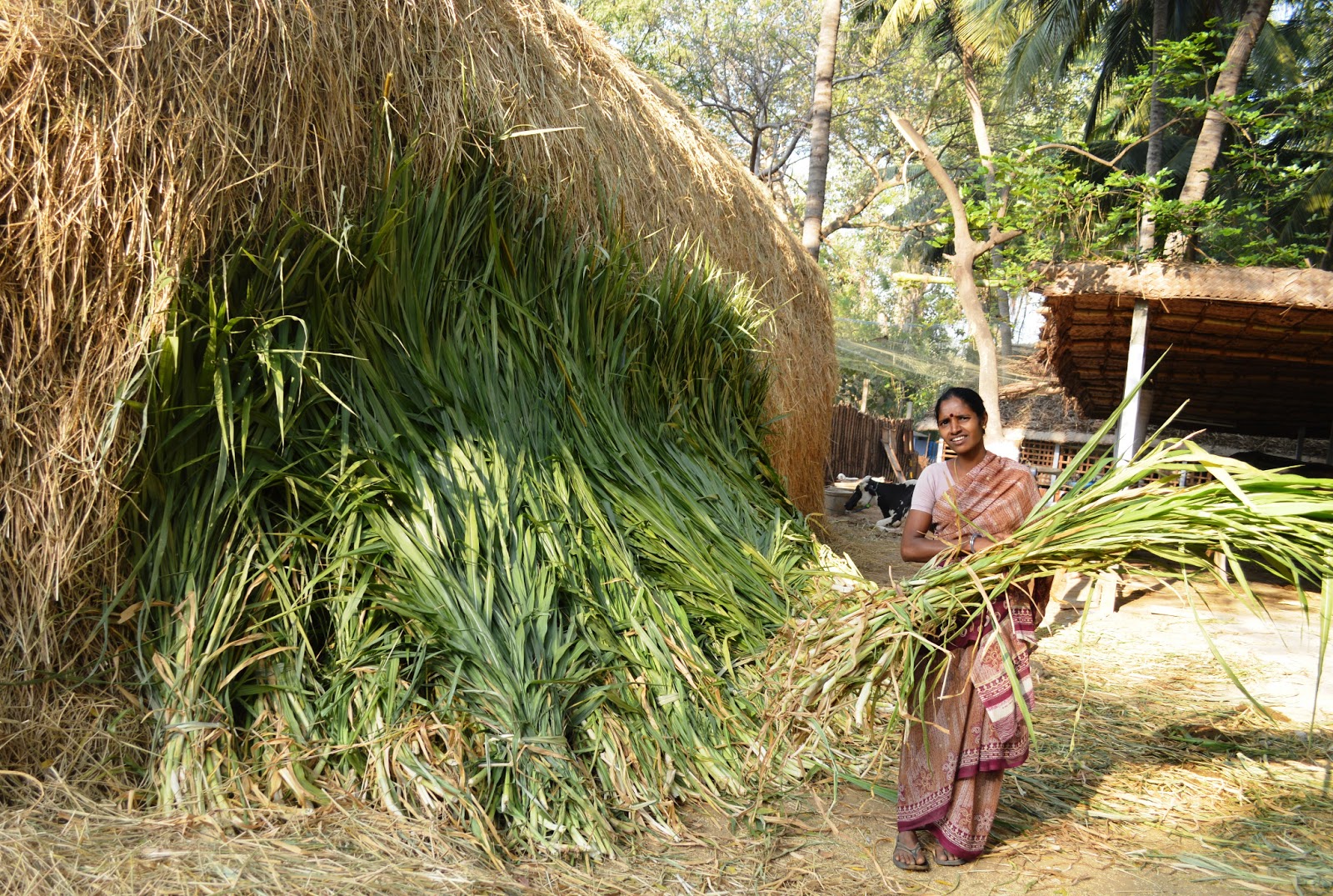 NGO News blog, NewsLine: SEVAI Cow project in Sirugamani promotes ...