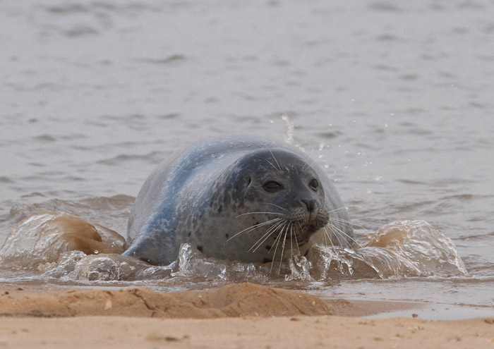 Sevimli Fok Balığı Resimleri ~ Resimler Diyarına Hoşgeldiniz