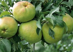 Armut Nedir? Armut Türleri