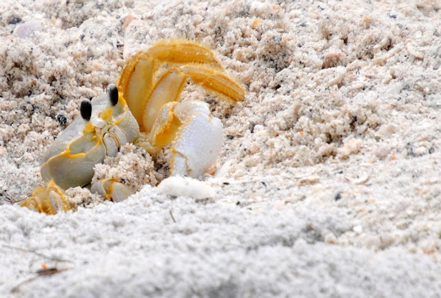 Ghost Crab on the Gulf Coast | Focusing on Wildlife