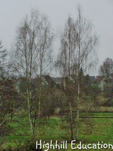 Highhill Homeschool: Winter Trees - Identify Trees by Their Shape