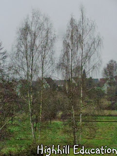 Highhill Homeschool: Winter Trees - Identify Trees by Their Shape