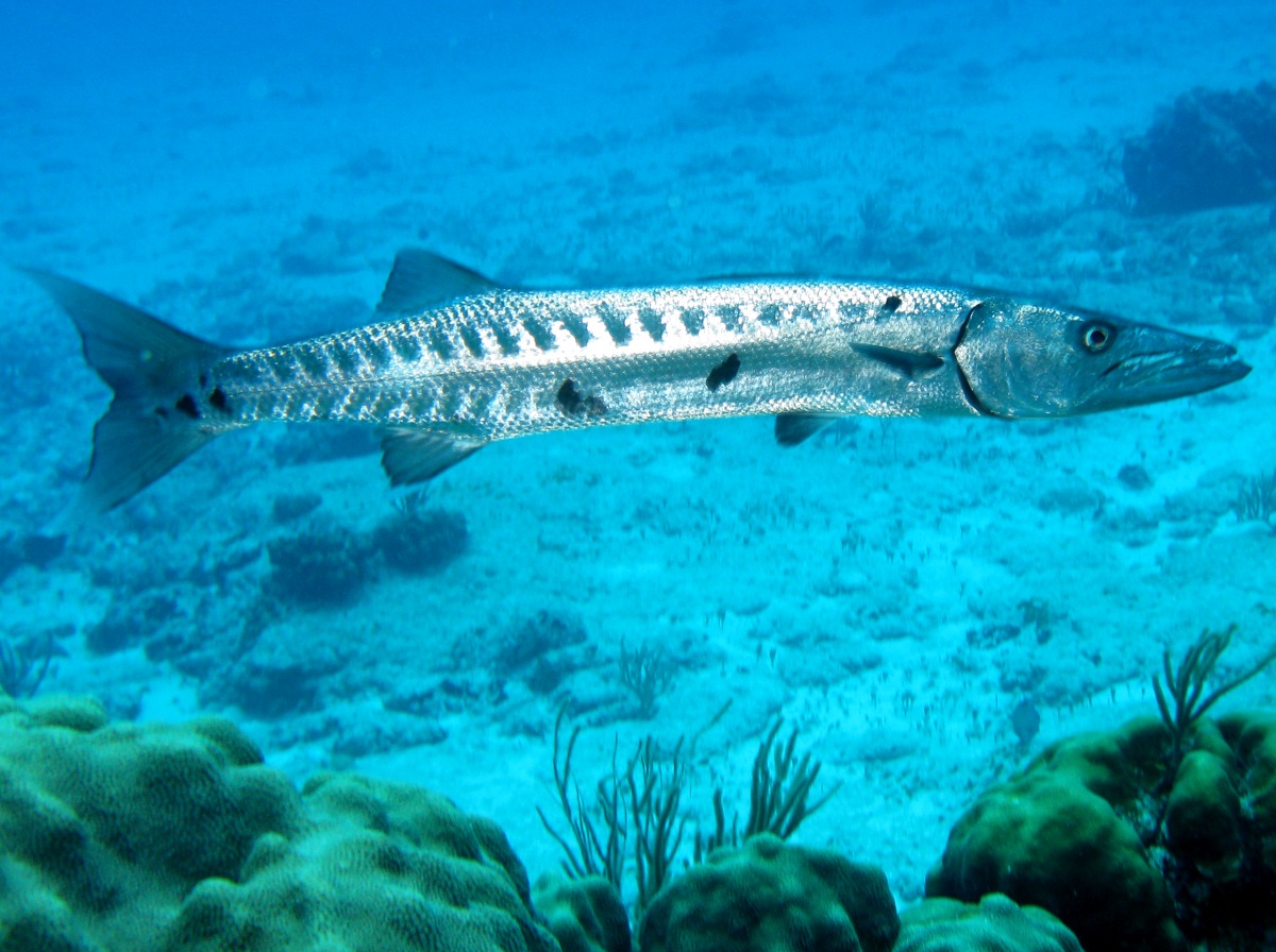 Imagehub: Barracuda fish images HD Free Download