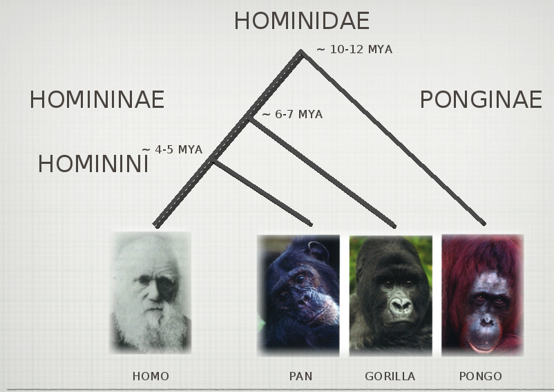 Pineapples in Alaska: Phylogeny history and methodology