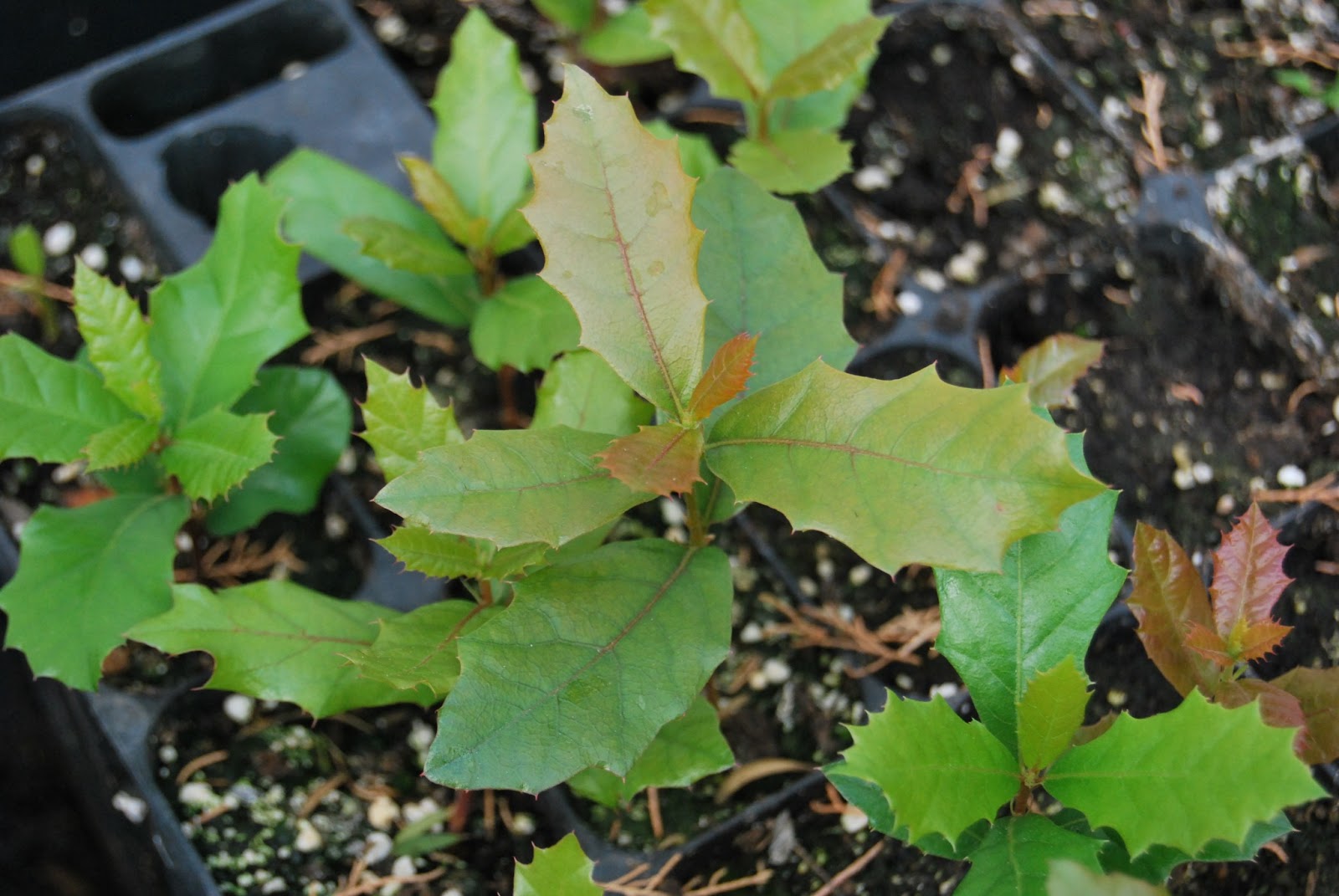 PLANTAR CIENTOS DE ARBOLES: QUEJIGOS: QUERCUS FAGINEA