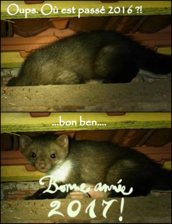 quatre saisons: fouine