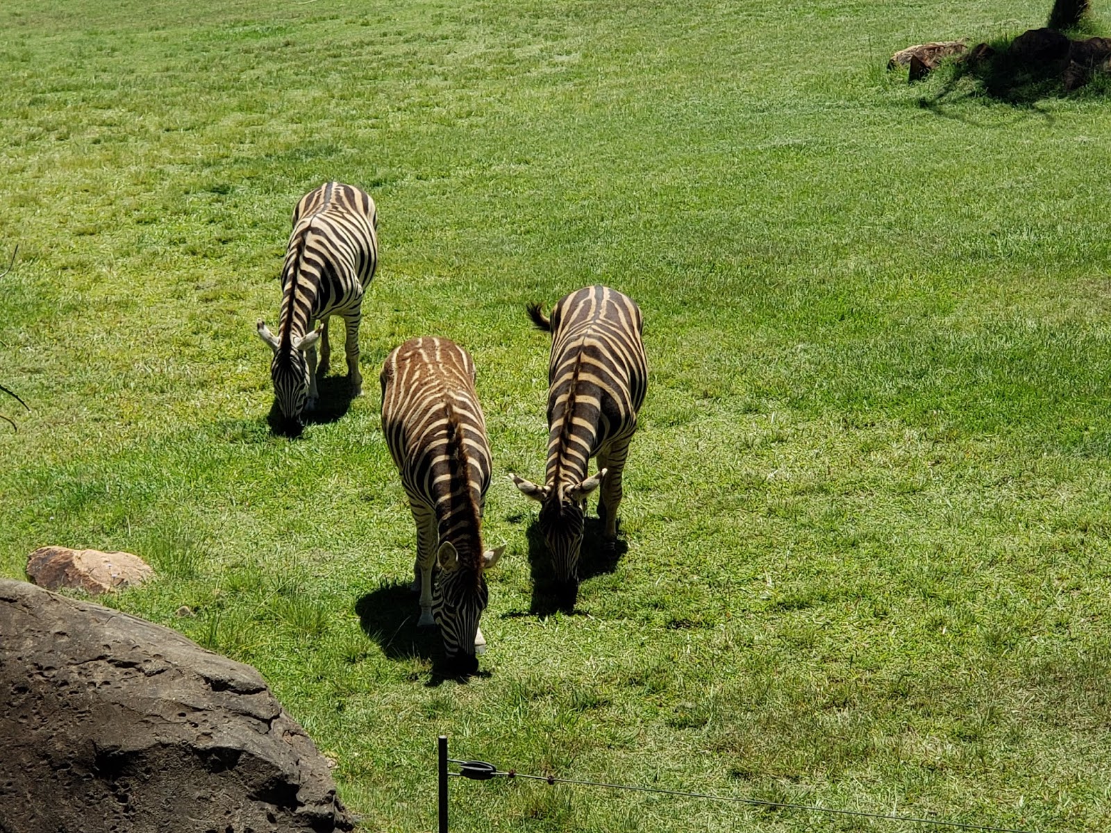 Mrs. Mik's Blog . . . A Day in the Life: Our Visit to the Australia Zoo ...