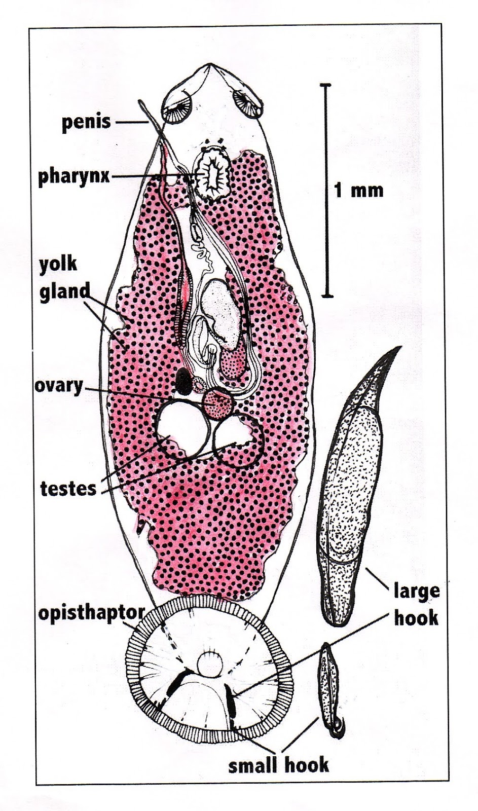Natureza de mármore: Filo Platyhelminthes | Características
