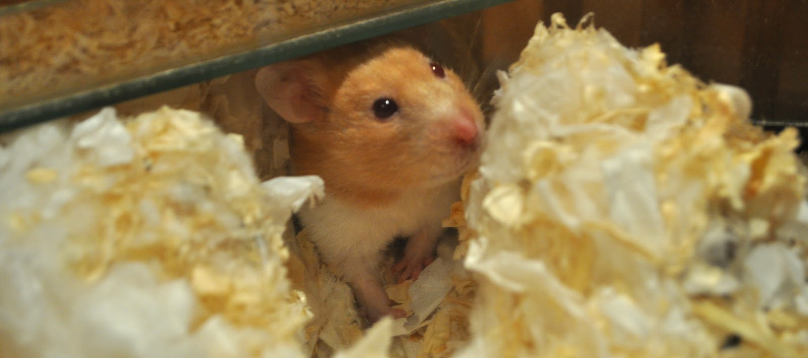 Animal Tails :): Hamster Nests