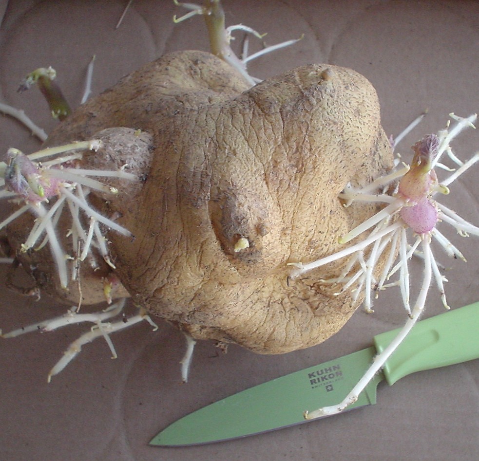 The Sharing Gardens : Can I Speed Up Potato Sprouting?