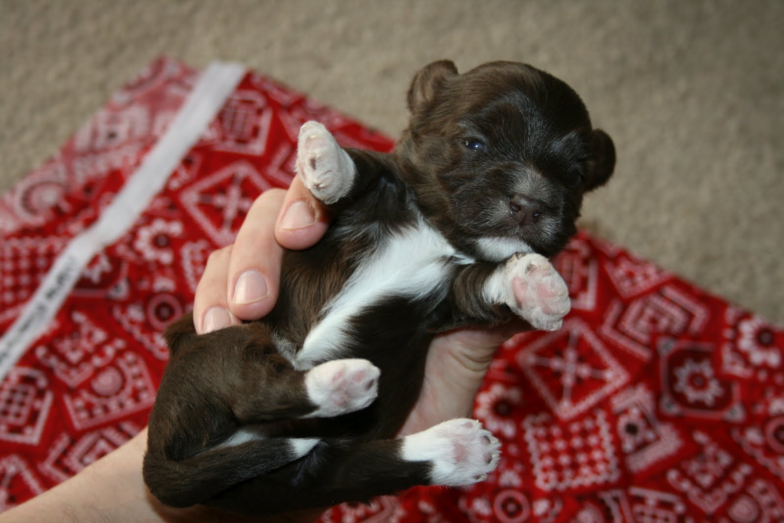 Available Puppies: Havanese puppies are 2 weeks old with their eyes open!!