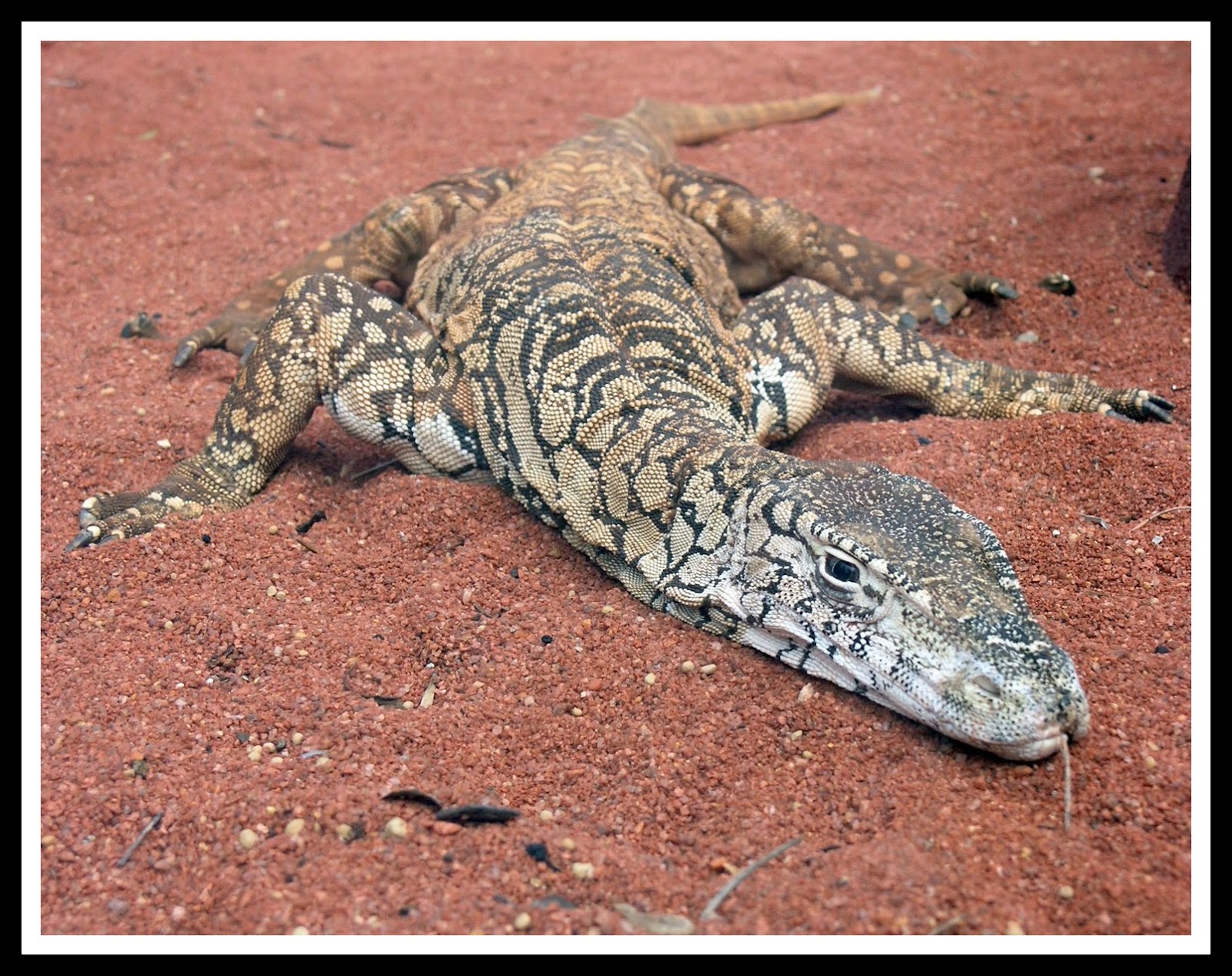 Flora dan Fauna di NTT ~ FLOBAMORATA NTT