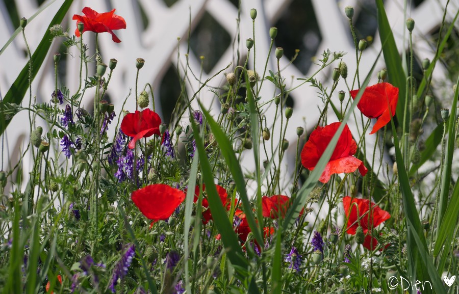 klaproos: 17.06. schoon volluk jongen