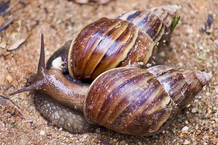 BIBOCA AMBIENTAL : ESPÉCIES INVASORAS 1