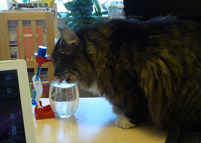 The Drinking Bird – Scientific Toy for the Ages ~ Kuriositas