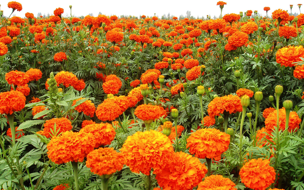 FLORES: FLORES CALENDULA