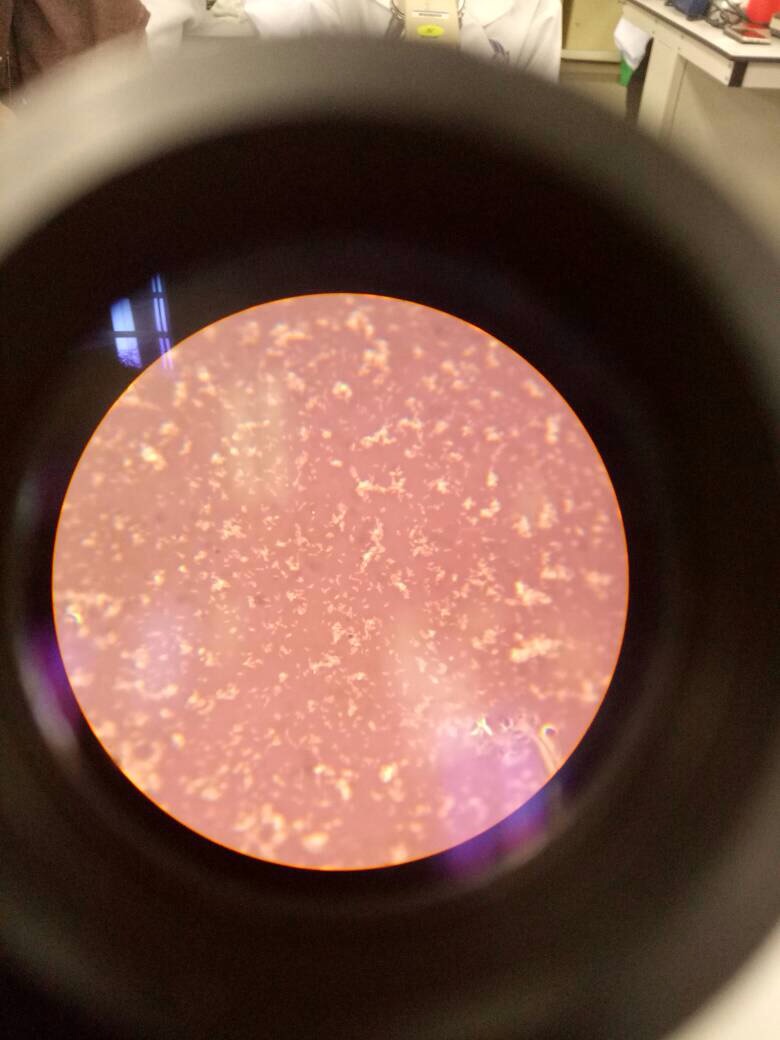 Microbiology : Mircobiology Week 8 and experiments