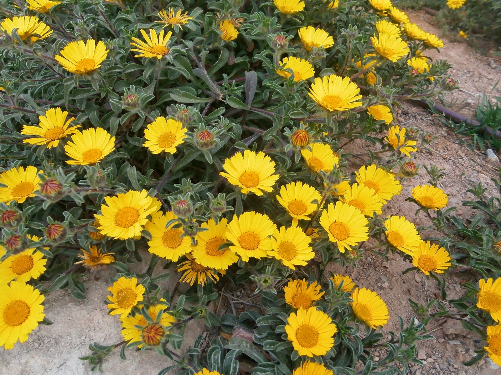 HERBARIO VIRTUAL DE BANYERES DE MARIOLA Y ALICANTE: Asteriscus ...