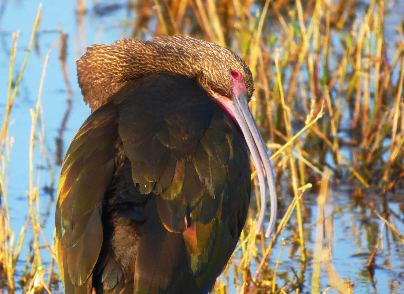 Geotripper's California Birds: Bird of the Day: The Western State's ...
