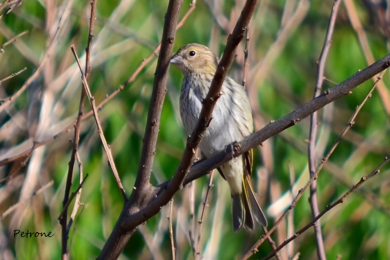 Aves de La Floresta: Dorado