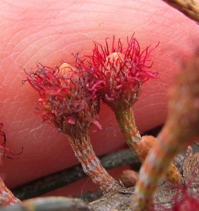 Esperance Wildflowers: Allocasuarina huegeliana – Rock Sheoak