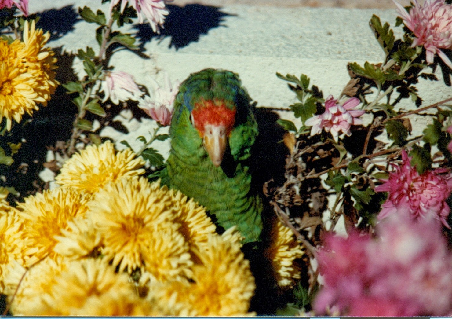 vettersverse: MACAYO THE MAGNIFICENT