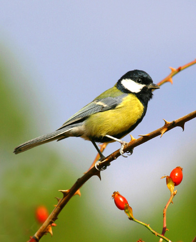 LA CAMPAGNA APPENA IERI: La cinciallegra.