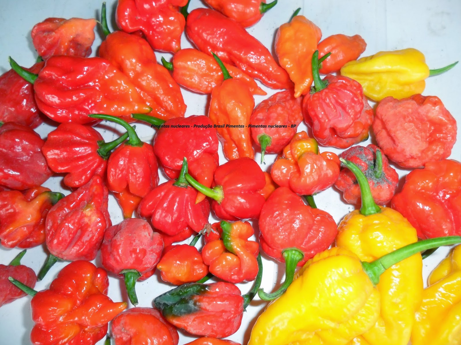 Brasil Pimentas - Pimentas do Brasil e do Mundo !: PIMENTAS NUCLEARES
