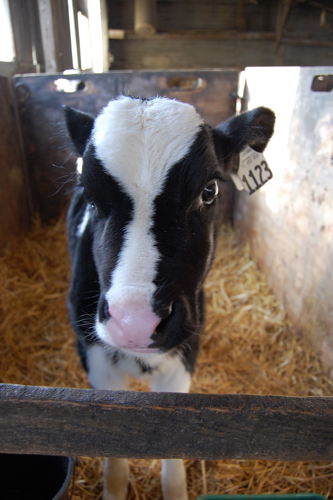 See What's Happening at Dial Dairy Farm!