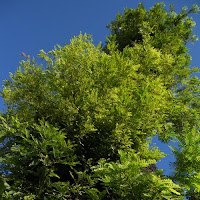 [ Filipino Food ] Chicken Recipe : Sinampalukang Manok "Chicken in ...