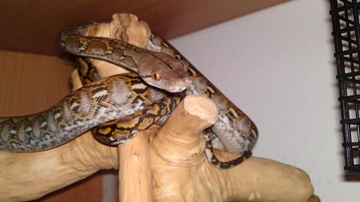 Zoo Animals: Seriously Ugly Snakes
