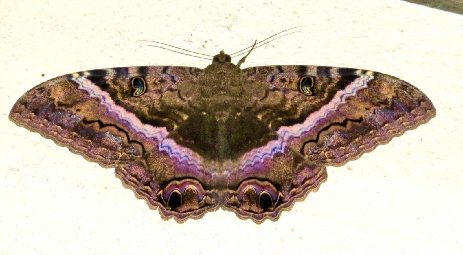 Springfield Plateau: Black Witch