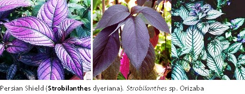 Herba & Tumbuhan: PECAH BELING (Strobilanthes crispus) UBAT TERBAIK ...
