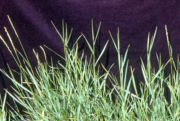 LJEKOVITO BILJE I LIJECENJE BILJEM: LJEKOVITO BILJE :Pirevina ,Pirika ...