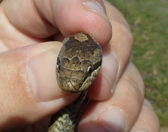 Cuaderno de una bióloga de bota: octubre 2011