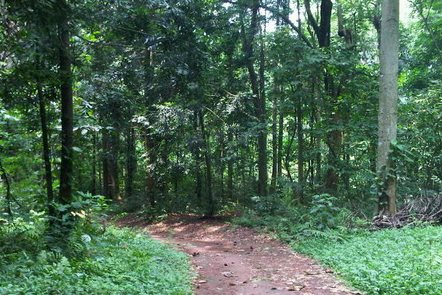 Salah satu sudut Hutan Kota UI, Depok