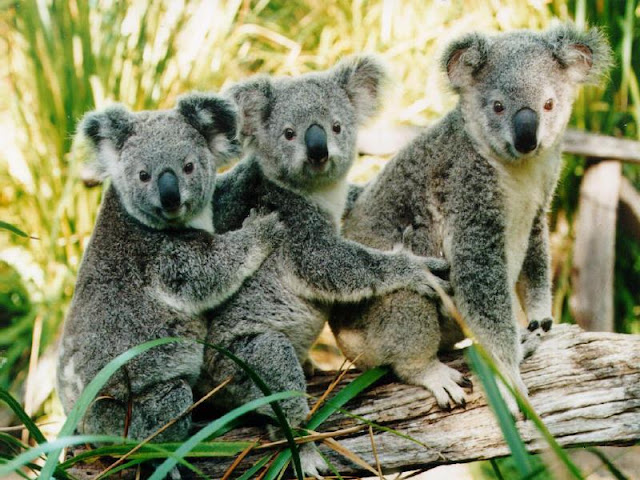 Koala | The Biggest Animals Kingdom
