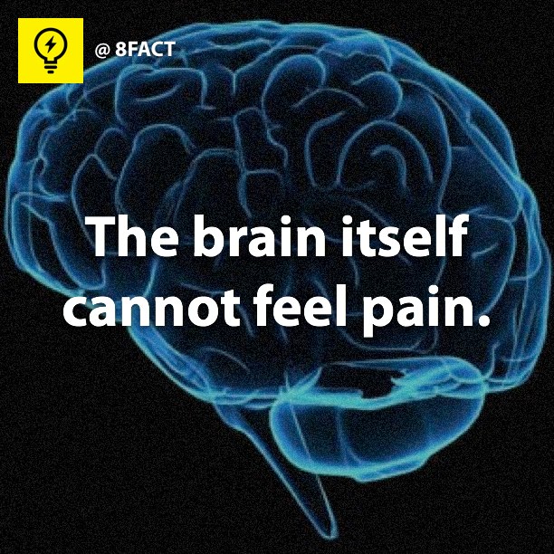 The brain itself cannot feel pain. ~ 8FACT