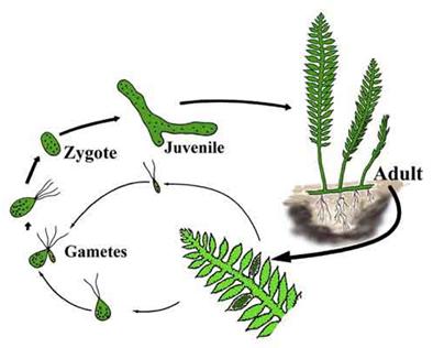 BLOG RUMPUT LAUT: BIOLOGI RUMPUT LAUT