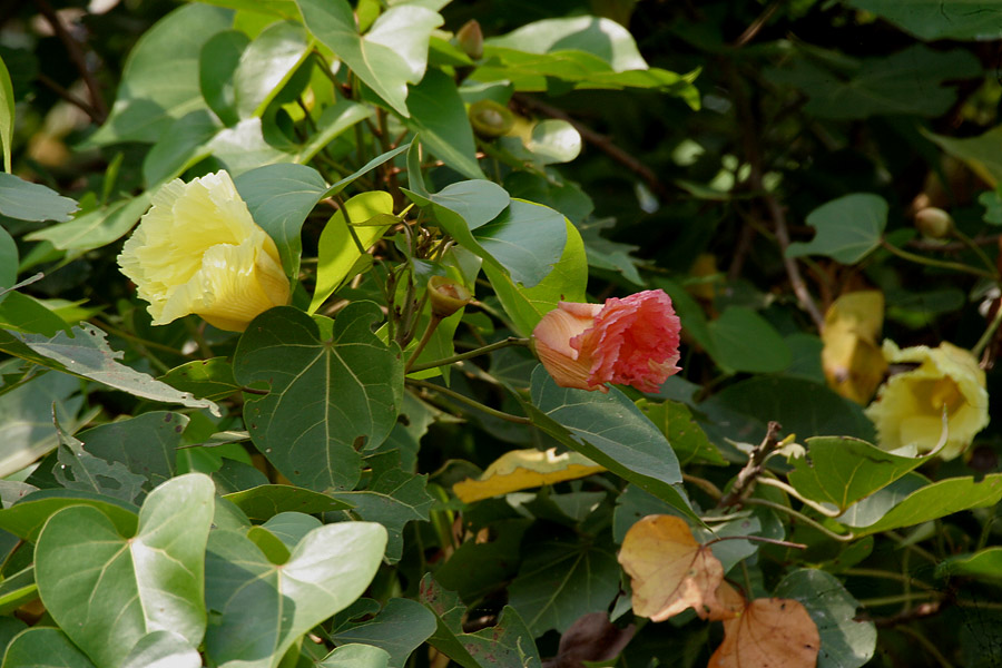 Thespesia populnea is a forgotten natural medicine.(King of flower)