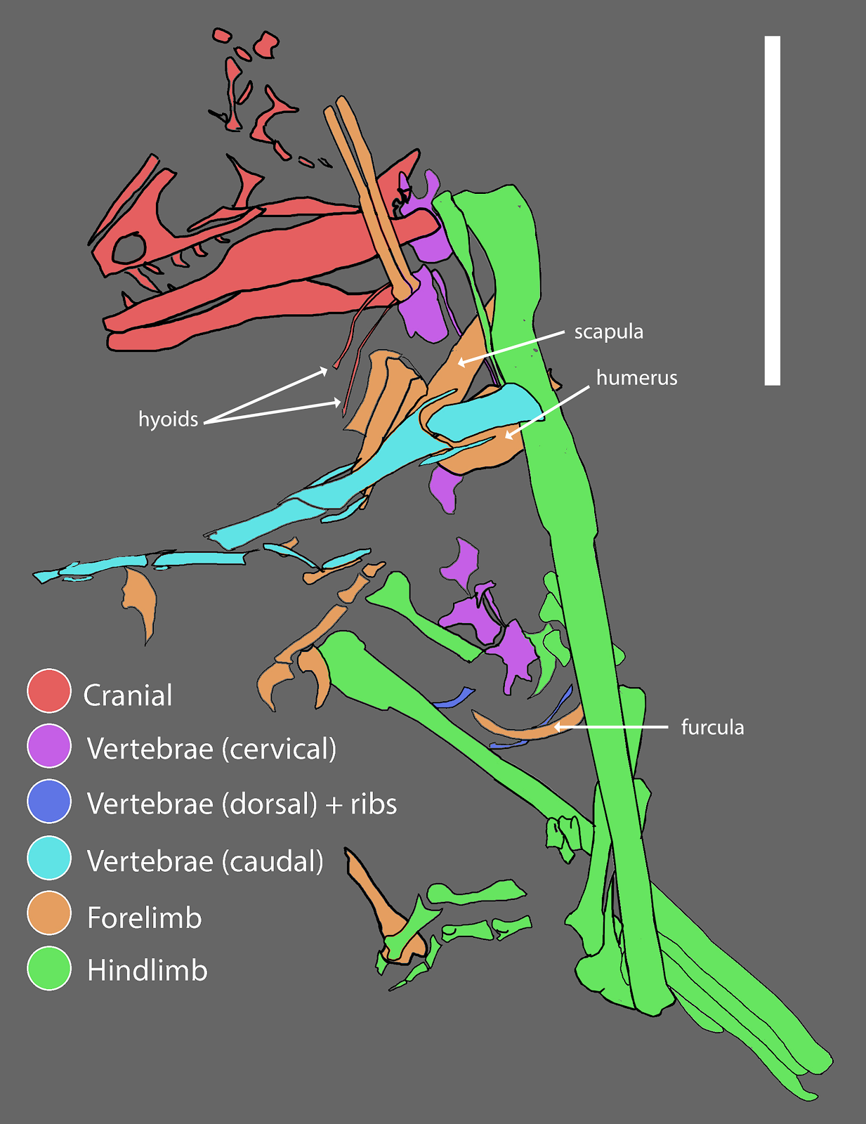 Species New to Science: [Paleontology • 2019] Hesperornithoides ...