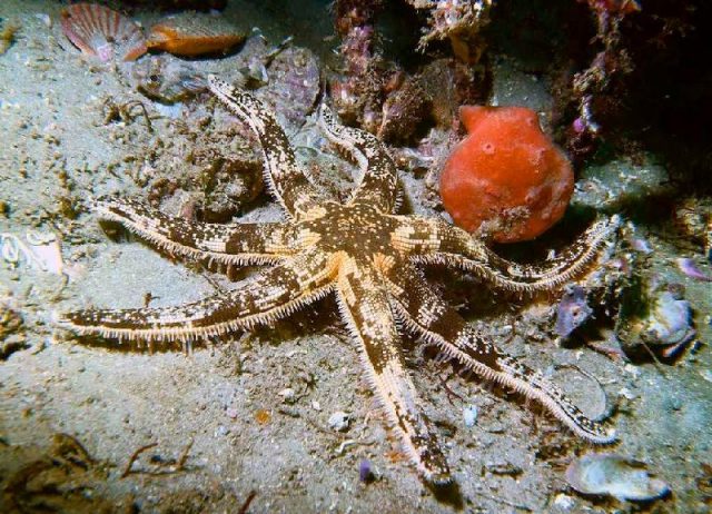 Fantastic Sea: Ciri-ciri dan Fakta Mengenai Bintang Laut