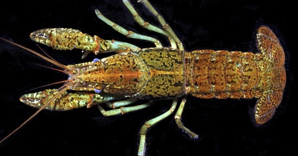 Marmorkrebs: The CABI datasheet