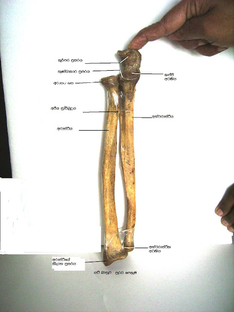 Biology A/L (Sinhala Medium): Unit 9 fore leg 2