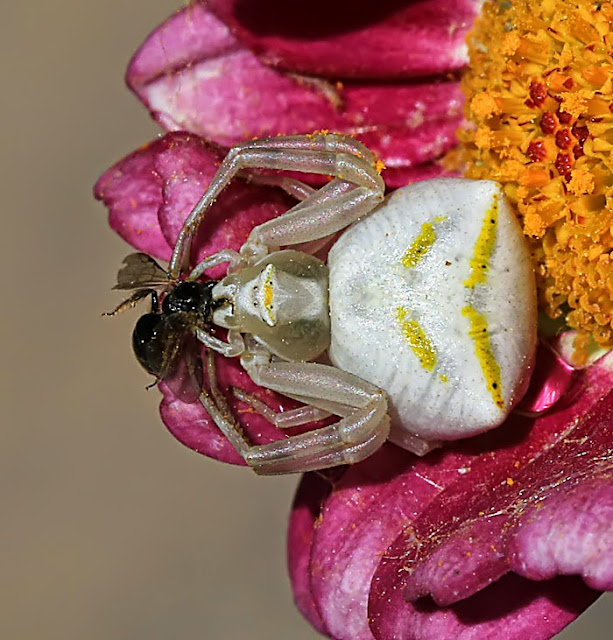 Foto-Natura-Huesca: TOMÍSIDO Thomisus onustus Charles Athanase, baron ...