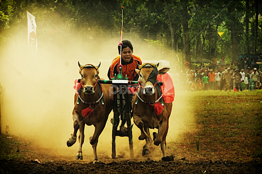 Indonesiaku: Karapan Sapi