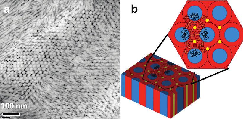 Self-Assembling Nanorods: Berkeley Lab Researchers Obtain 1, 2 and 3D ...