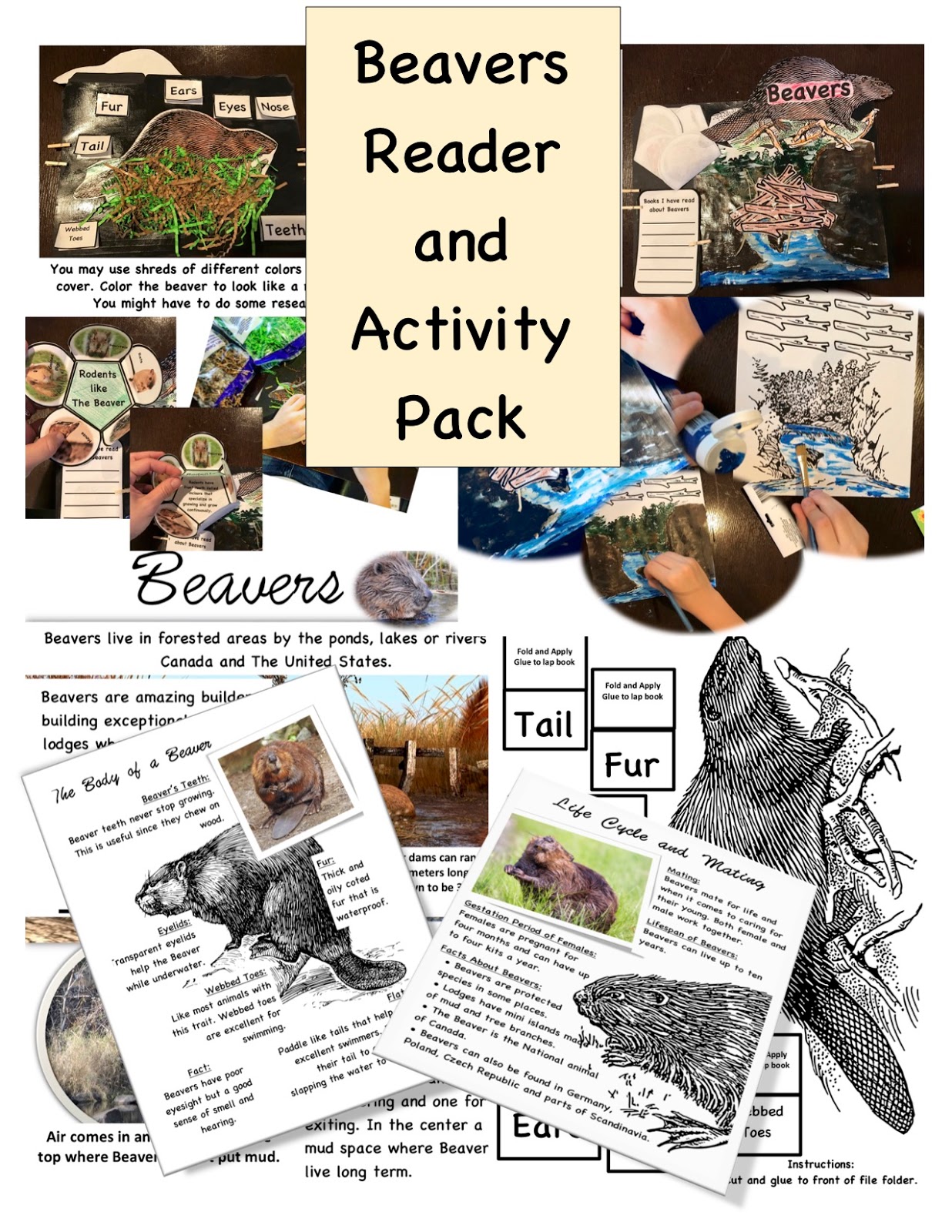 The Hermit Crabs Homeschool: Beavers Reader and Activity Pack